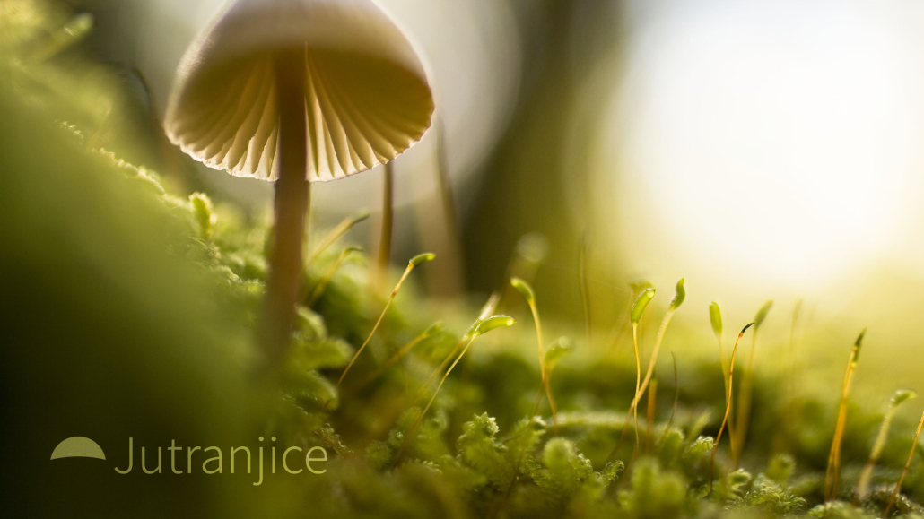 Jutranjice 2026: 8. april - Logos